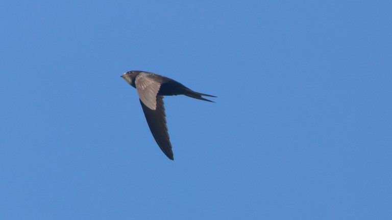 Swifts are endangered worldwide – Wild Groombridge