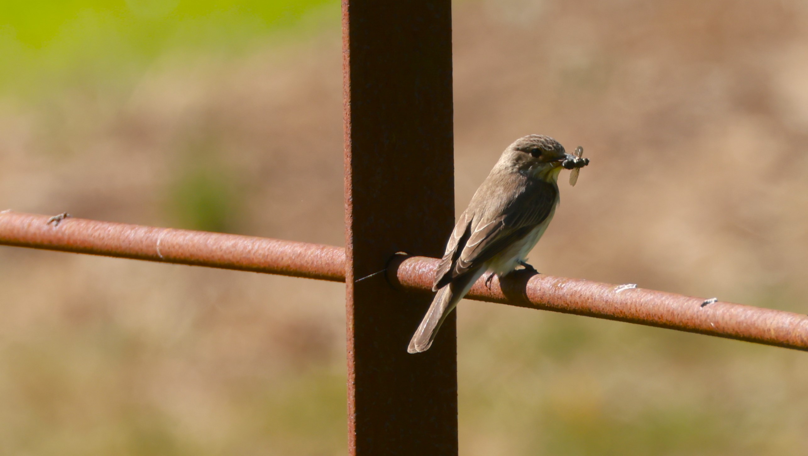 Spotted Flycatchers – Wild Groombridge