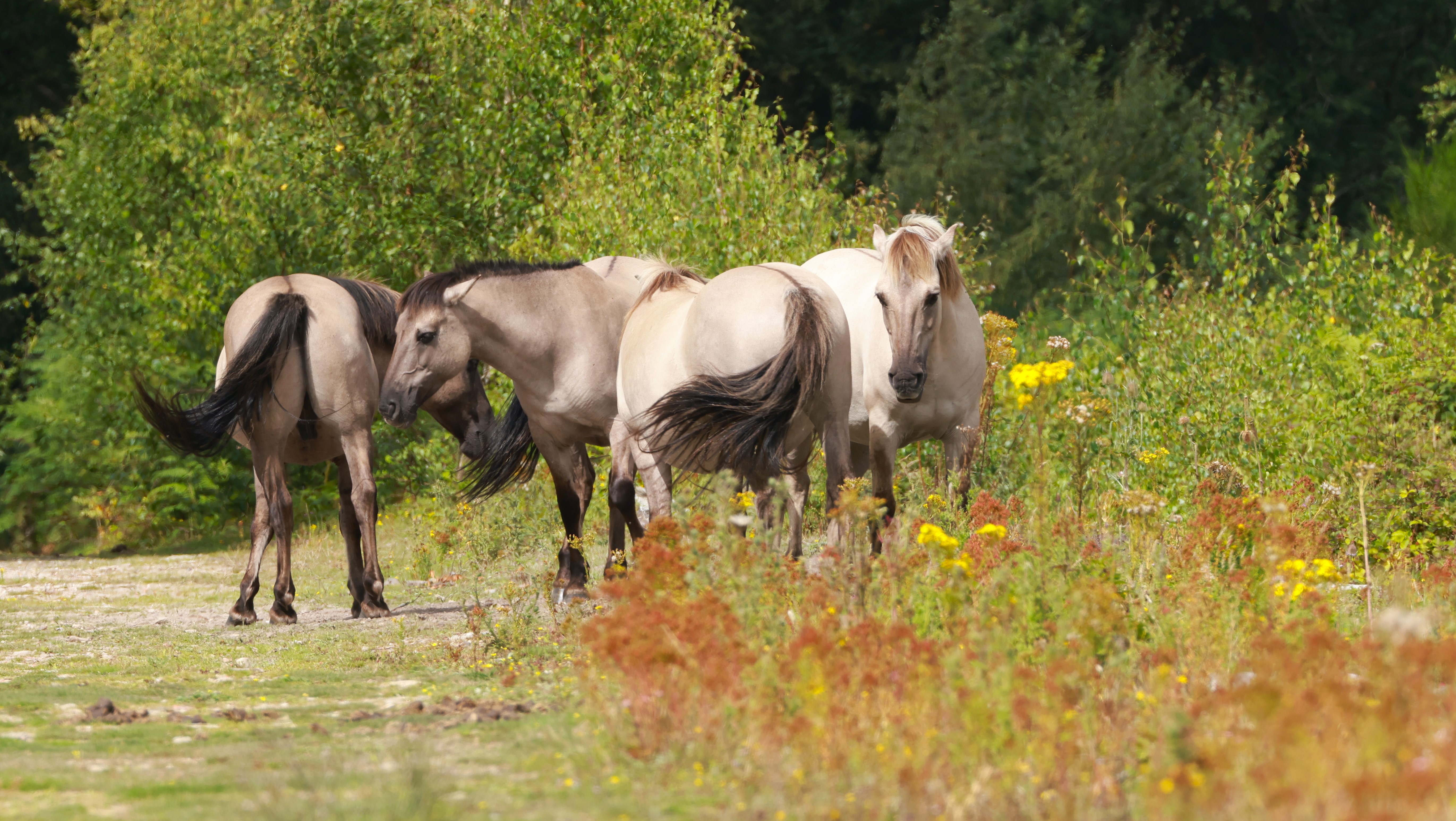 RSPB Broadwater Warren – Wild Groombridge