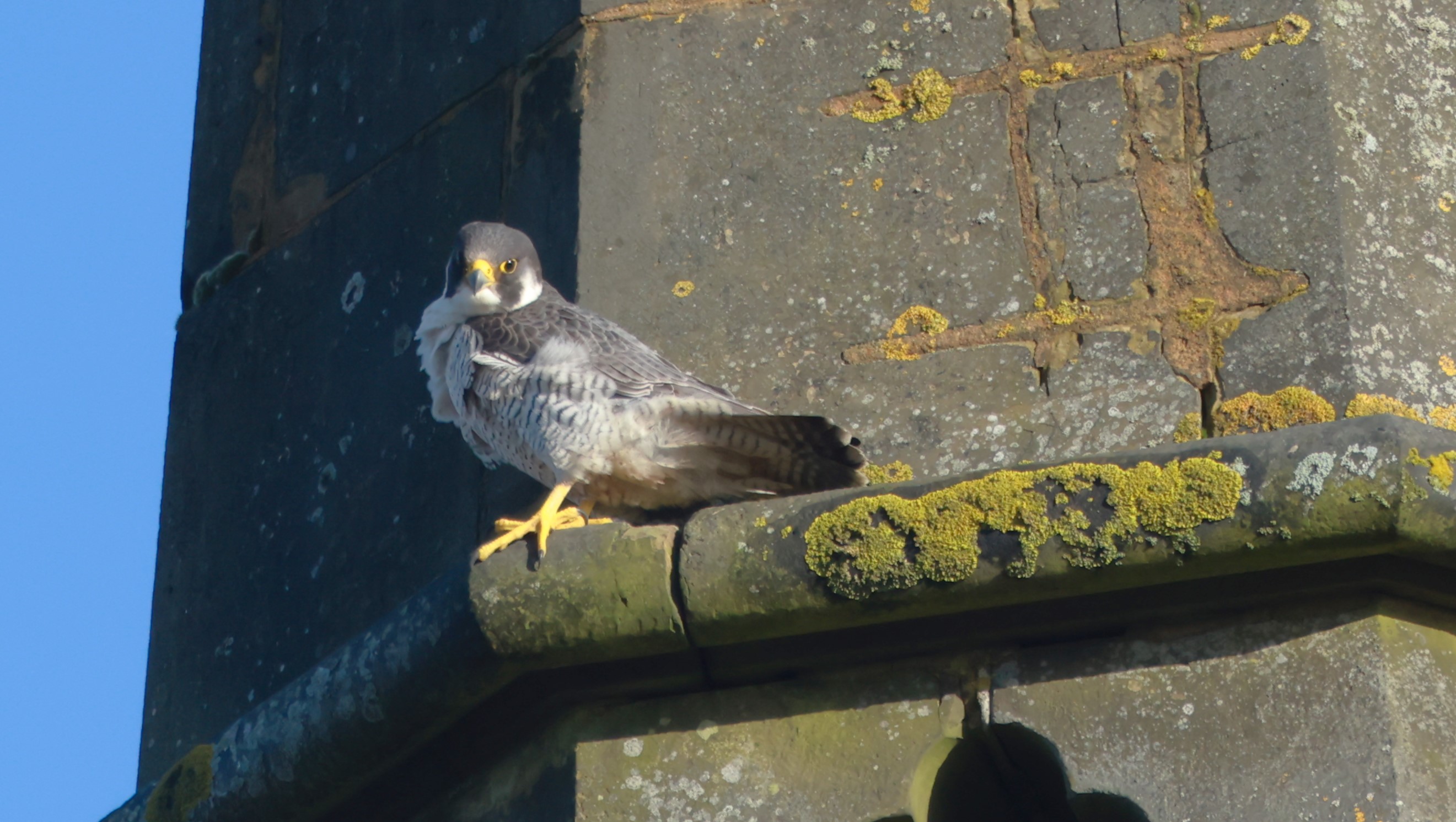 Peregrine Falcon – Wild Groombridge