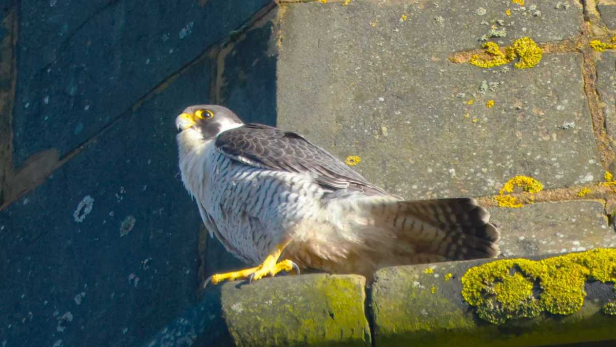Peregrine Falcon – Wild Groombridge
