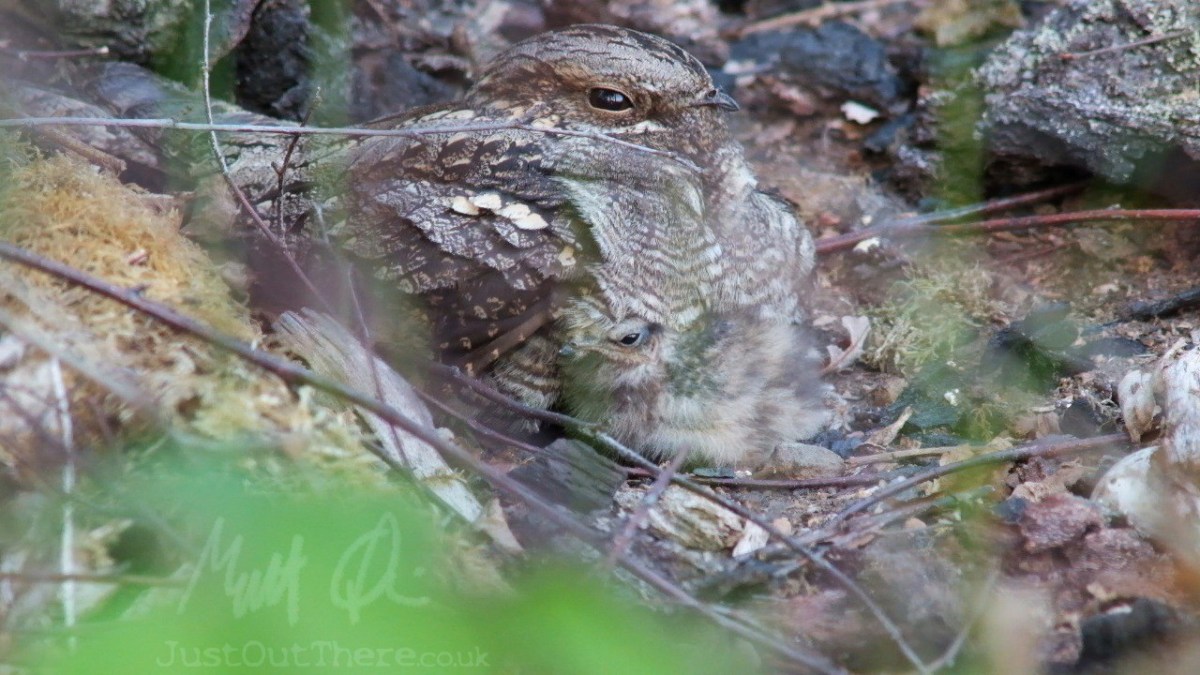Broadwater Warren – Wild Groombridge
