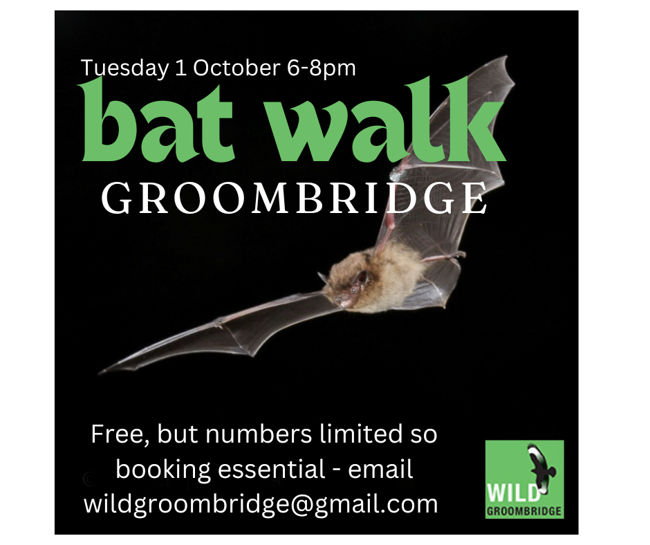 Bat Walk – book now! – Wild Groombridge